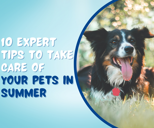 10 Expert Tips to Take Care of your Pets in Summer