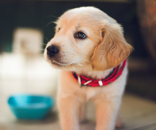 How to Transition Your Pet to a New Diet Safely | Best Pet Food ...