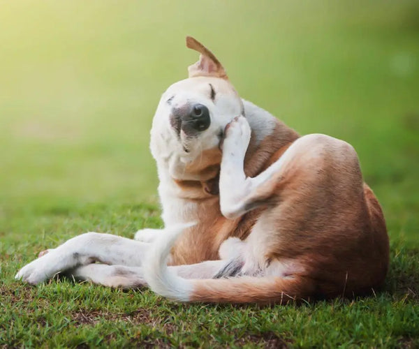 Understanding and Addressing Common Skin Issues in Dogs: A ...