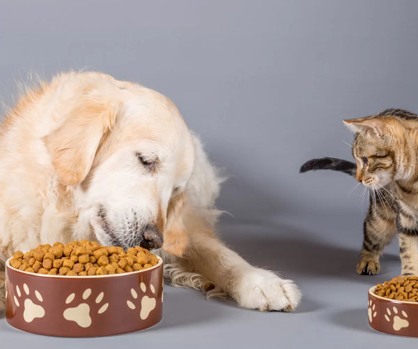 Safely Incorporating Human Foods into Your Pet's Diet: Tips, Guidelines ...