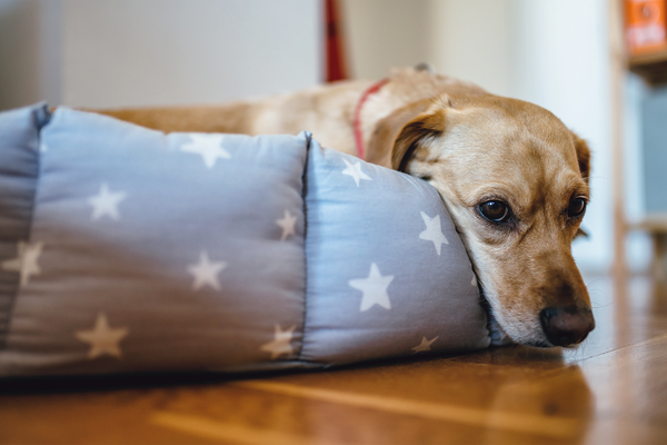 Respiratory Infection in Dogs: Symptoms & Management Guide