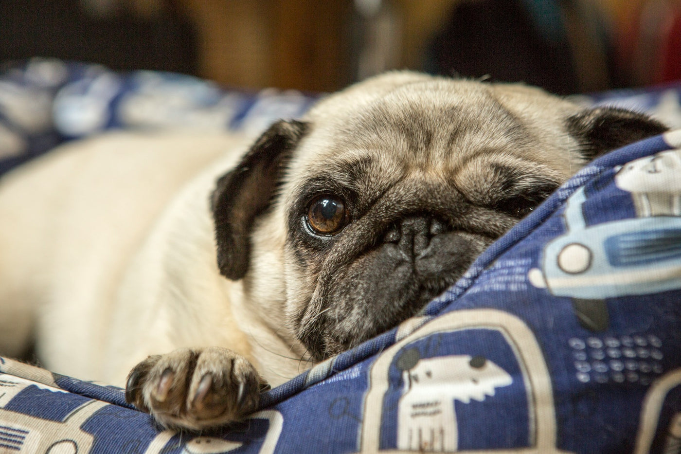 Decoding Pug Dog Price in India: Factors, Average Range, and Tips