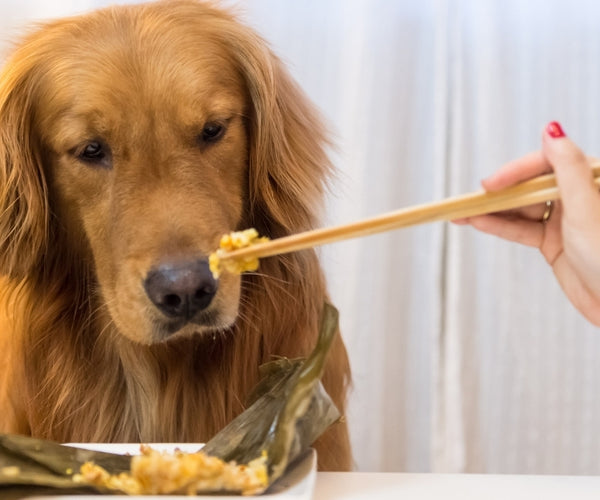 Best Dog Food for Golden Retrievers: Tips for Choosing the Perfect Diet