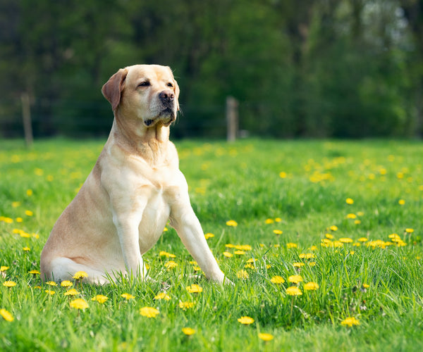 Labrador Dog Suppliers, Dealers & Prices In India | All Breeds | Pet ...