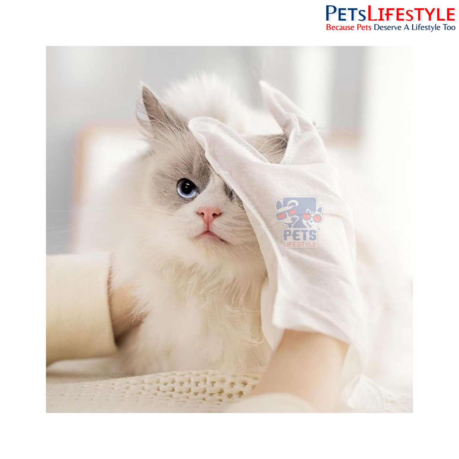 Buy Hanrou Pet Disposable Glove Wipes Non-Alcoholic Antibacterial ...
